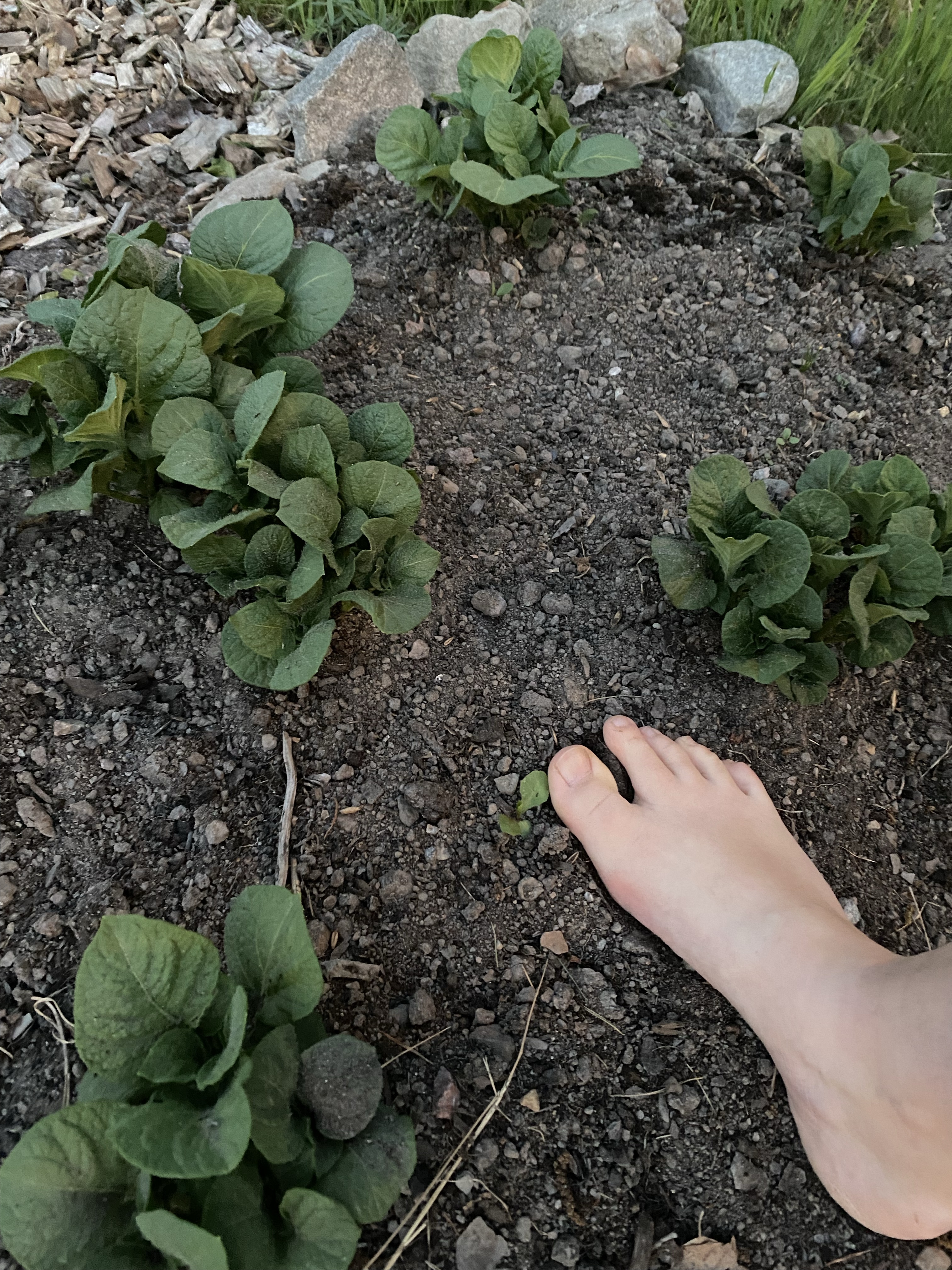 Grounding in Nature: Reap the Benefits of Barefoot Gardening and ...